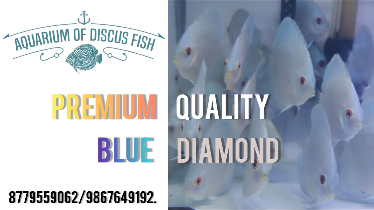 ADF Premium Quality Blue Diamond | ADF | Aquarium of discus fishes ...