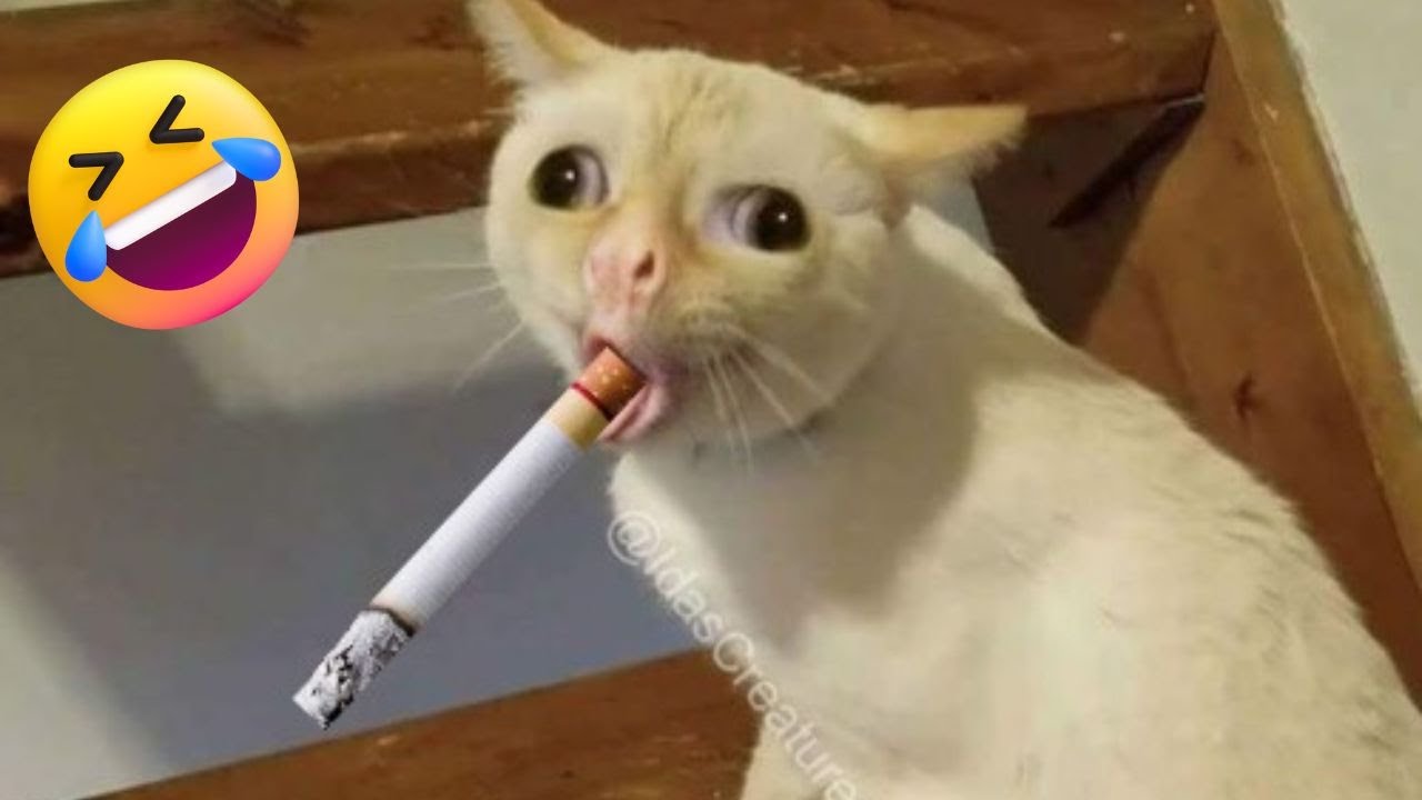 Dank cats memes compilation of 2022 | Dank memes | memes - YouTube