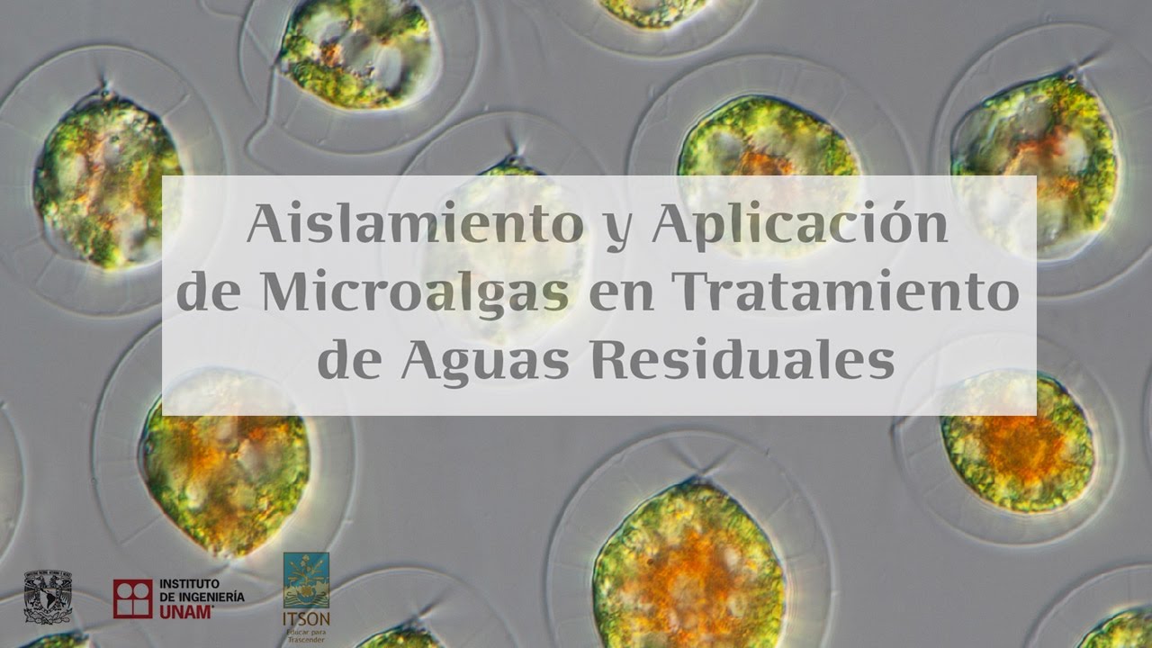 Aislamiento y aplicación de microalgas en tratamiento de aguas ...