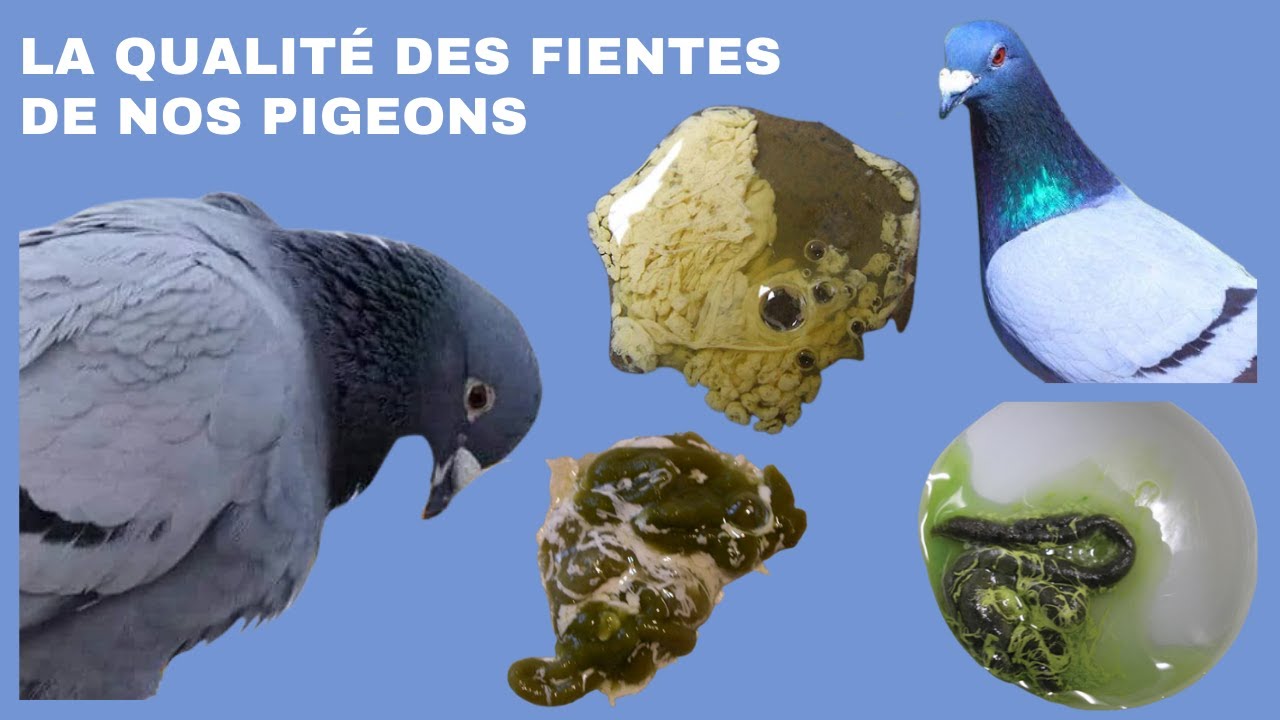 La qualité des fientes de nos pigeons - YouTube