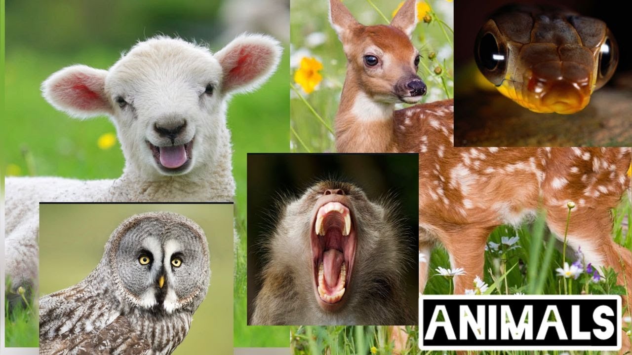 WORLD WILD ANIMALS 🐐it is incridible how these animals live😲THEY HAVE ...