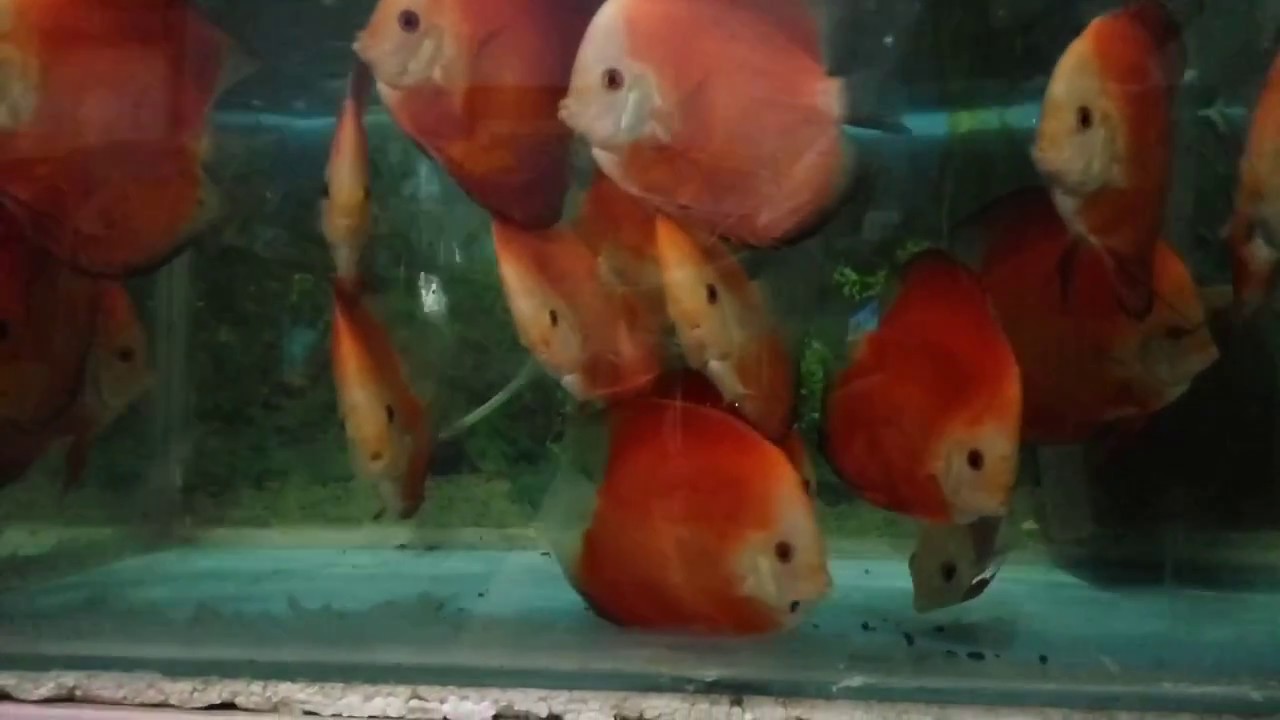 Peluang Usaha Menjanjikan Dengan Budidaya Ikan Discus - YouTube