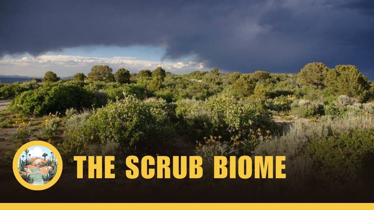 The Scrub Biome or Shrubland Biome - YouTube