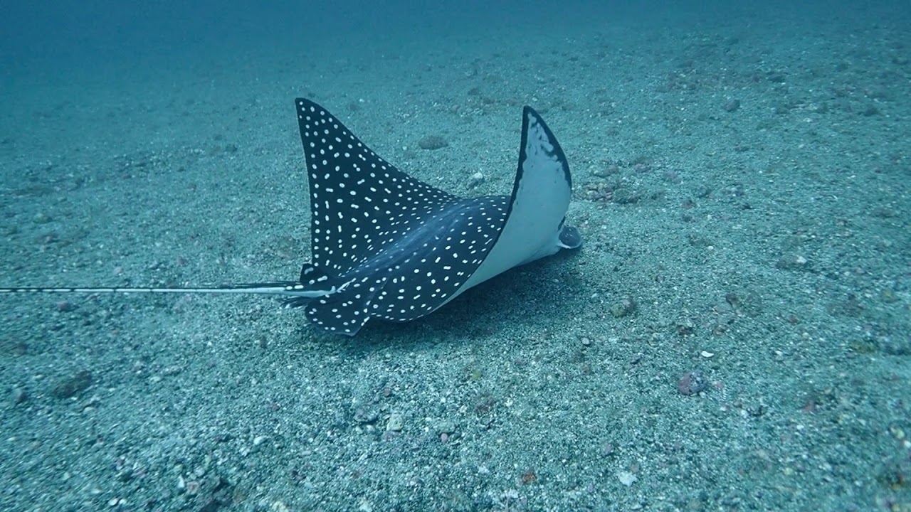 Eagle Ray Foraging, Rocket Frog Divers! - YouTube