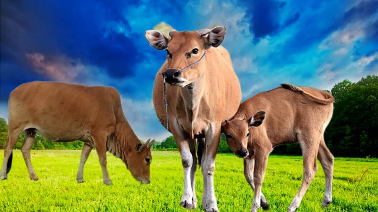 cute calf spoiled by his mother#cows #cow #cowsfunny - YouTube