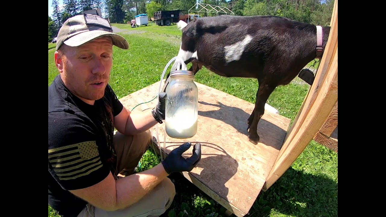 How To Hand Pump Milk A Goat DIY - YouTube