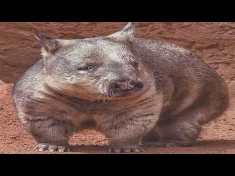 Hairy nose wombat birth to the north increases the number of one of the ...