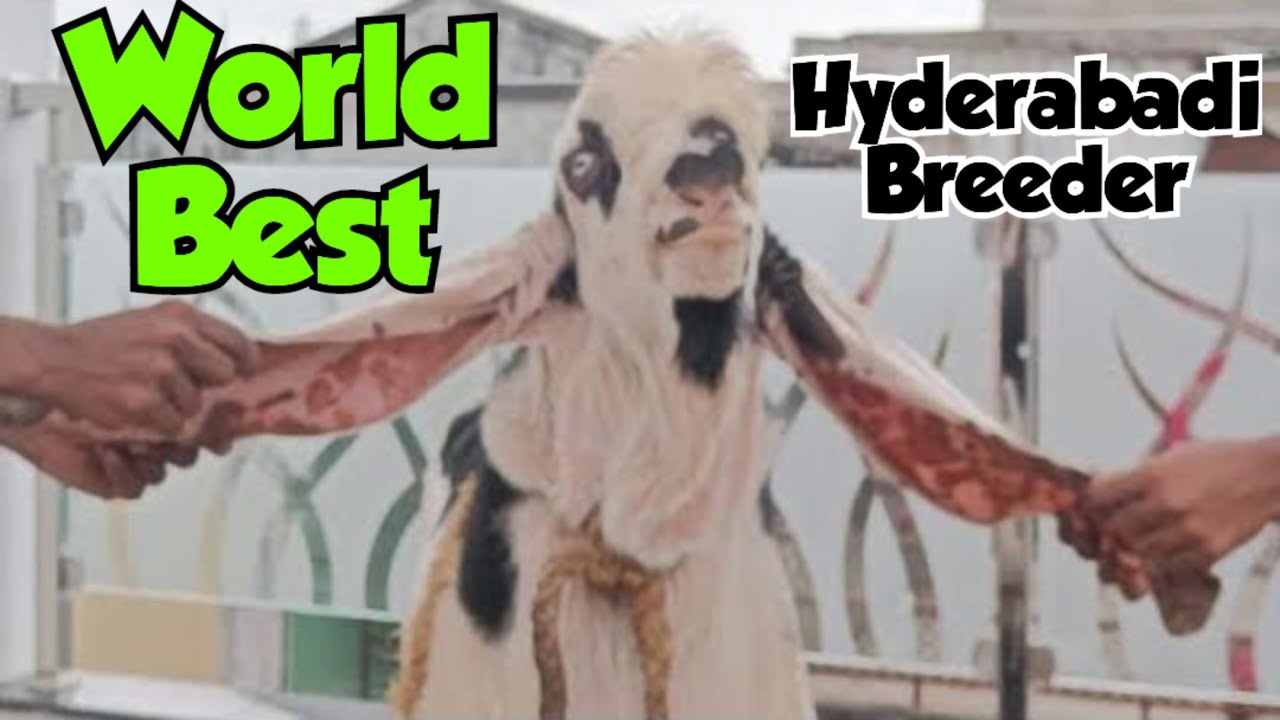 Guntur Baby Sheep | Beetal Goats in Hyderabad | Hyderabadi Breeder ...