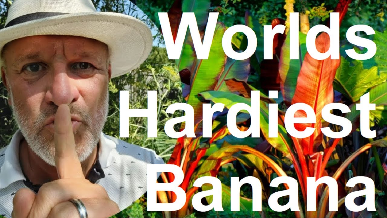 Tropical Gardens UK: What is the World's Hardiest Banana? - YouTube