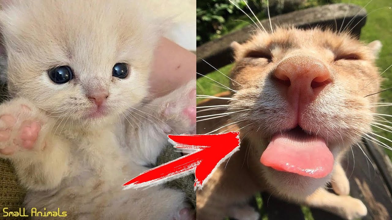 ASMR - Funny Cats and Kittens Meowing Compilation - Sounds that attract ...