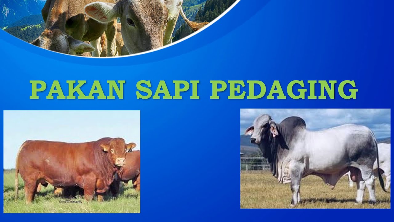 Tutorial Formulasi Pakan # Sapi Pedaging - YouTube