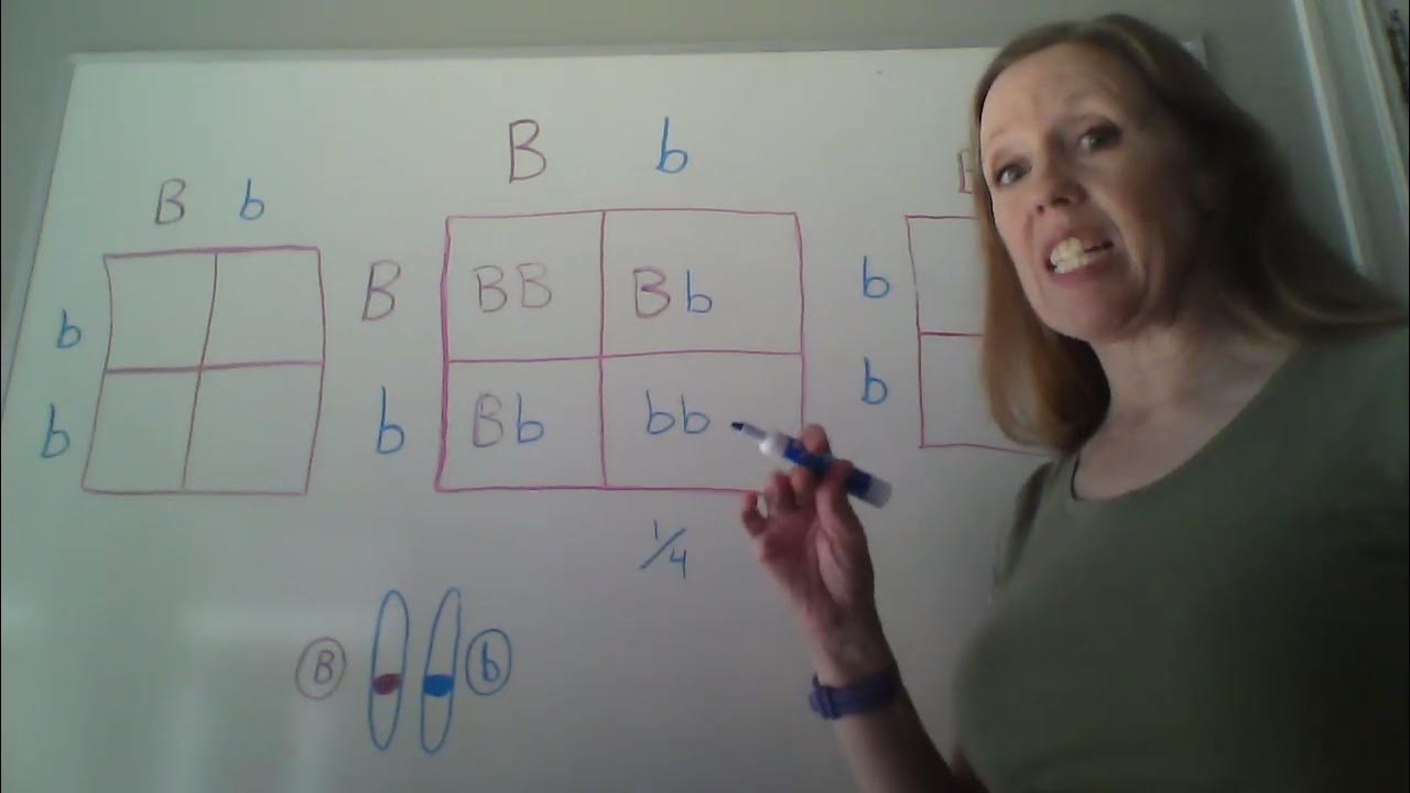 Basic Punnett Squares BIO - YouTube