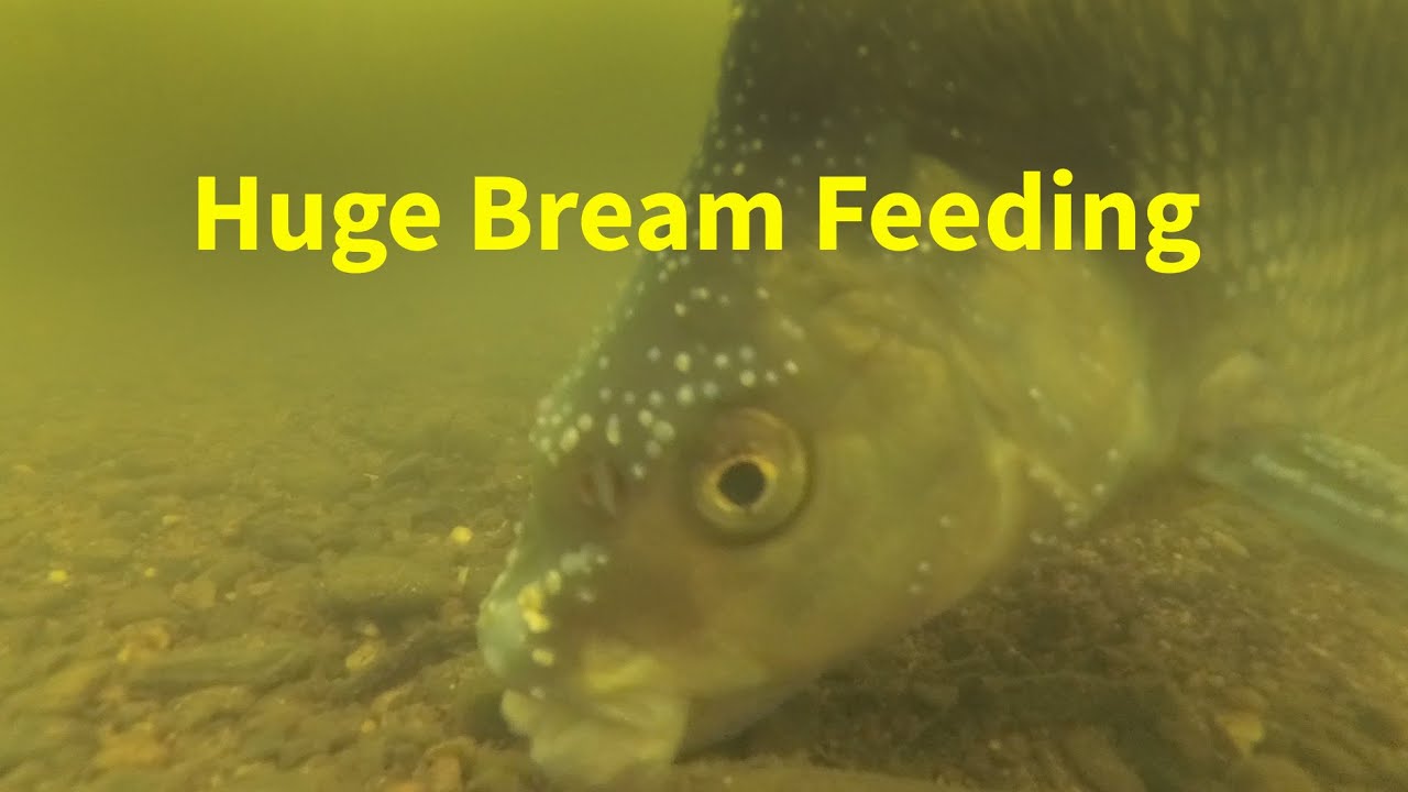 Huge Common Bream in UK River - YouTube