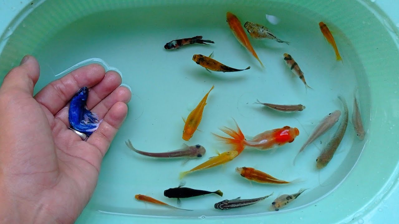 Menemukan ikan molly balon, ikan cupang warna warni, ikan mas koki ...
