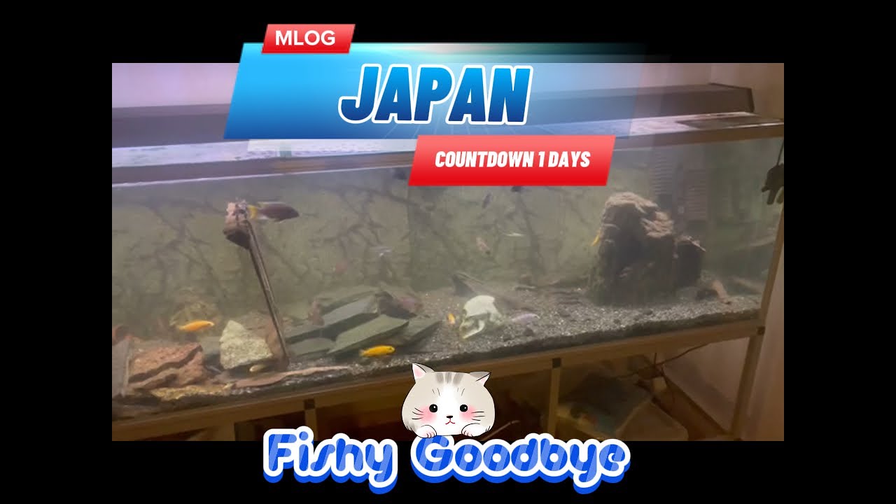 MLOG | Japan | Countdown 1 day | Fishy Goodbye - YouTube