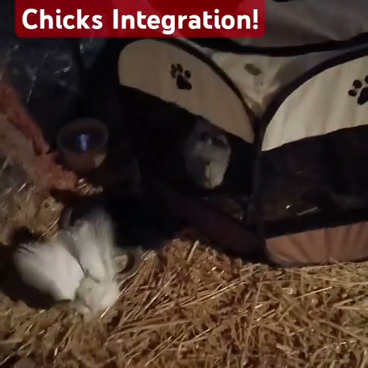 Chick Flicks Integration! #chicken - YouTube