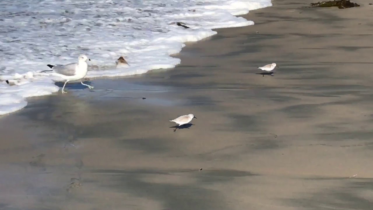 Bird Runs From Wave (Run Meme) - YouTube