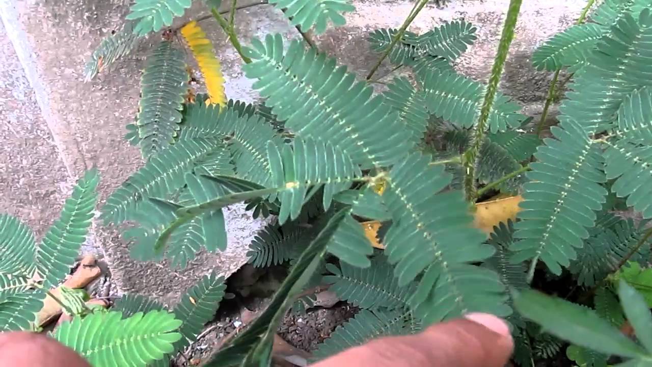 chhui mui the mimosa plant HD - YouTube