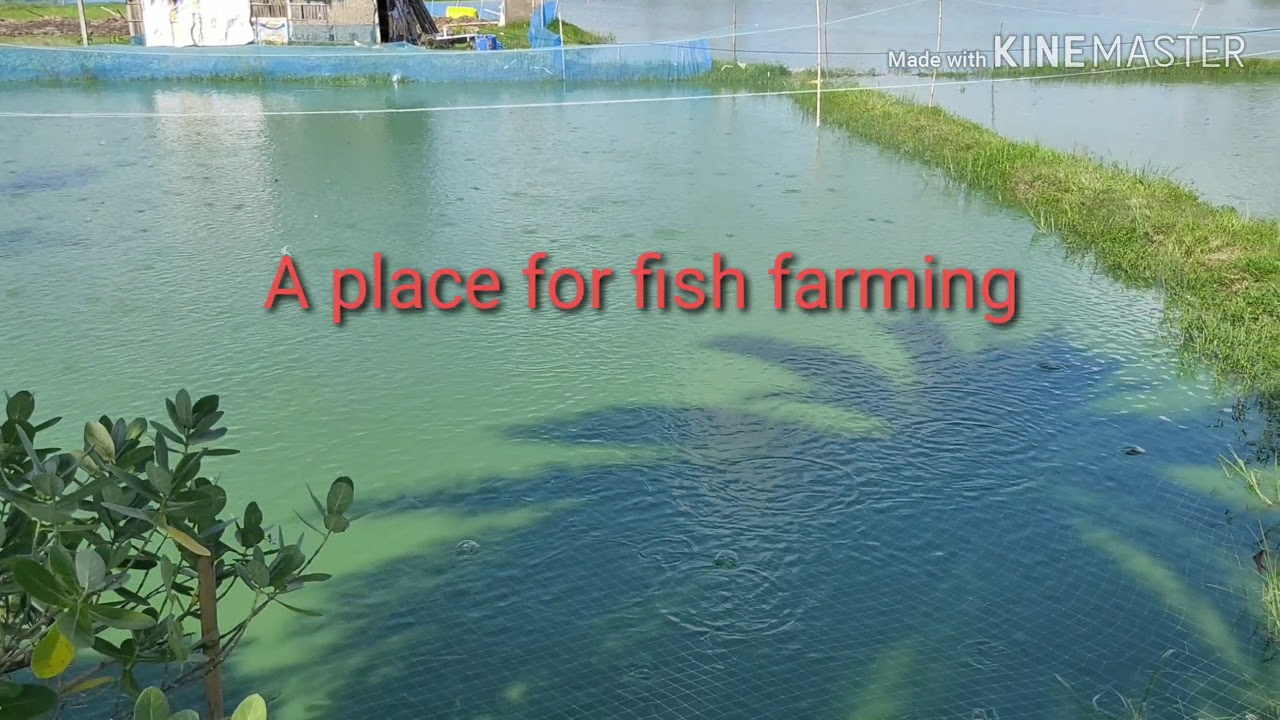 Raidighi village Area. - YouTube