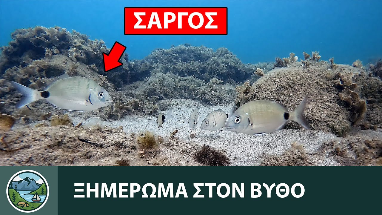 Ψάρια της Θάλασσας - Σαργοί, Μουρμούρες, Γαϊτανούρια, Καμπανάδες ...