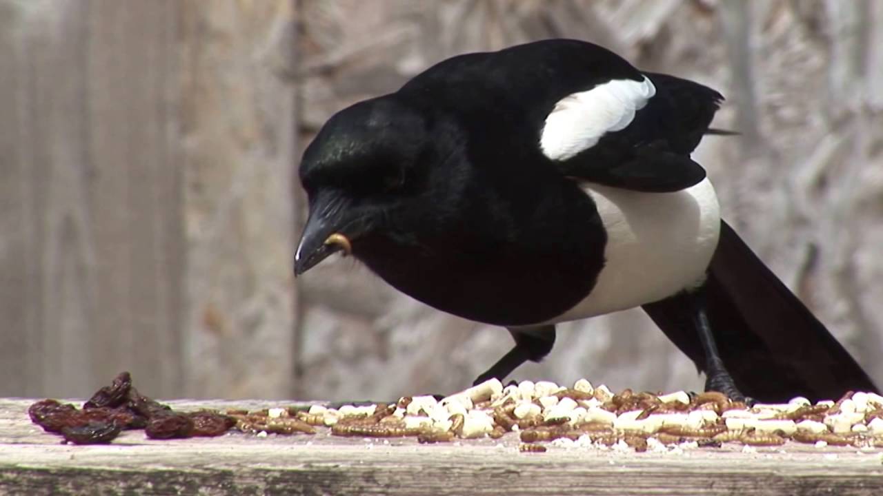 Antonio Rossini Overture from 'The Thieving Magpie' (Sroka złodziejka ...