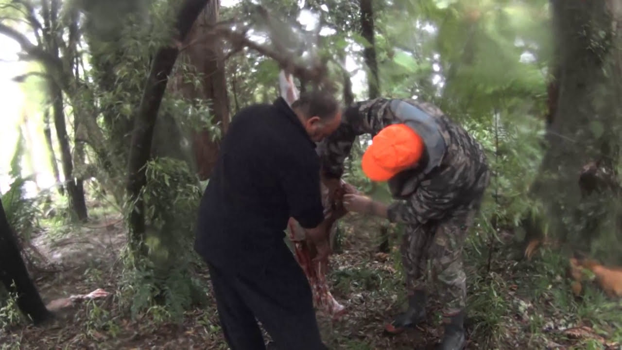 TE UREWERAS CENTRAL WAIAU HUT before the TUHOE burned it. - YouTube