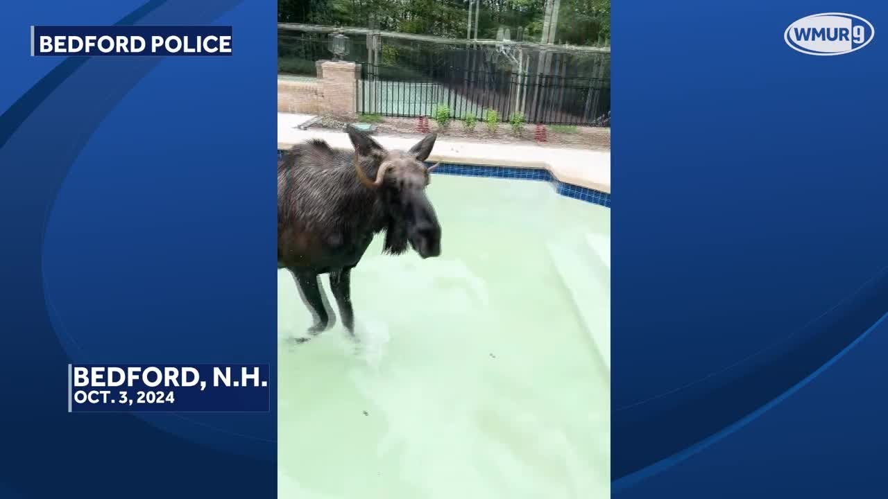 Raw video: Police, firefighters rescue moose from swimming pool in New ...