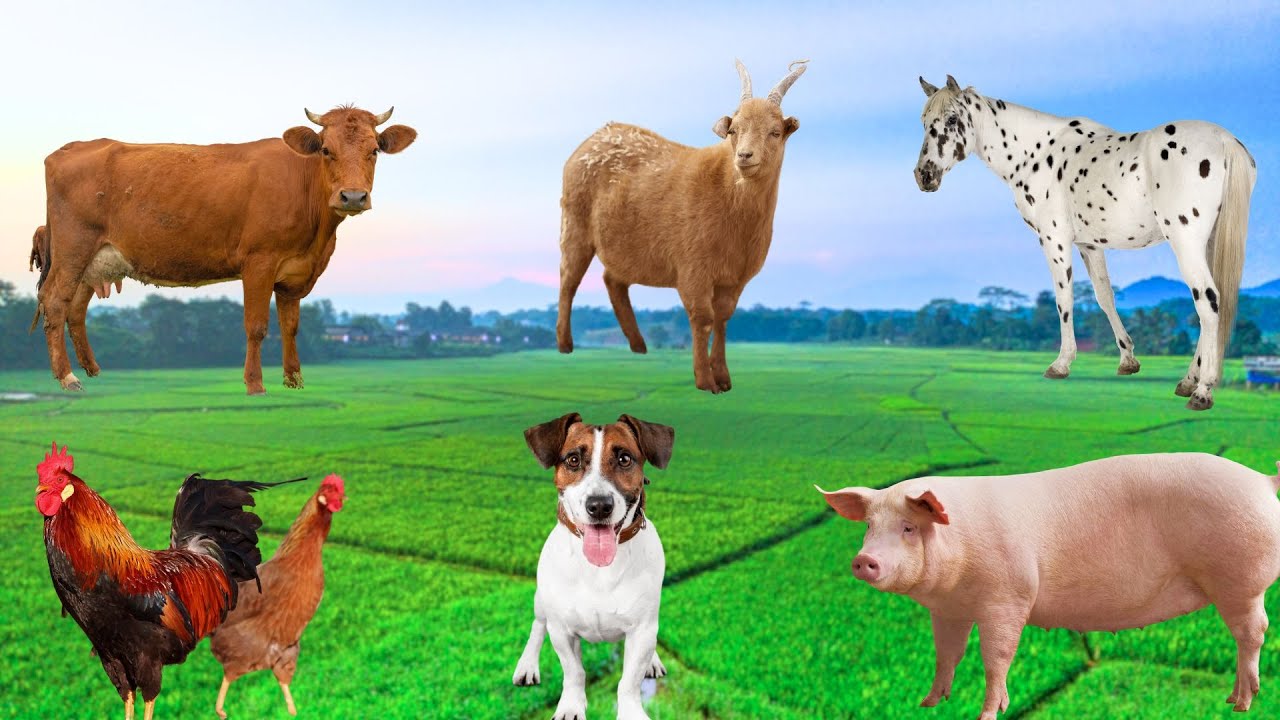 Farm Animals (Part 7) - Cow, Fish, Chicken, Pig, Goat, Horse - Animal ...