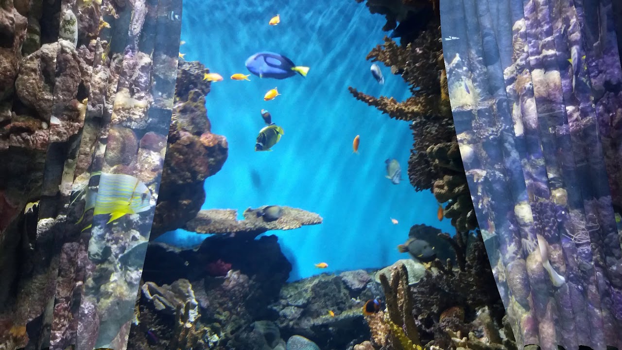 Acvariul din Barcelona - YouTube