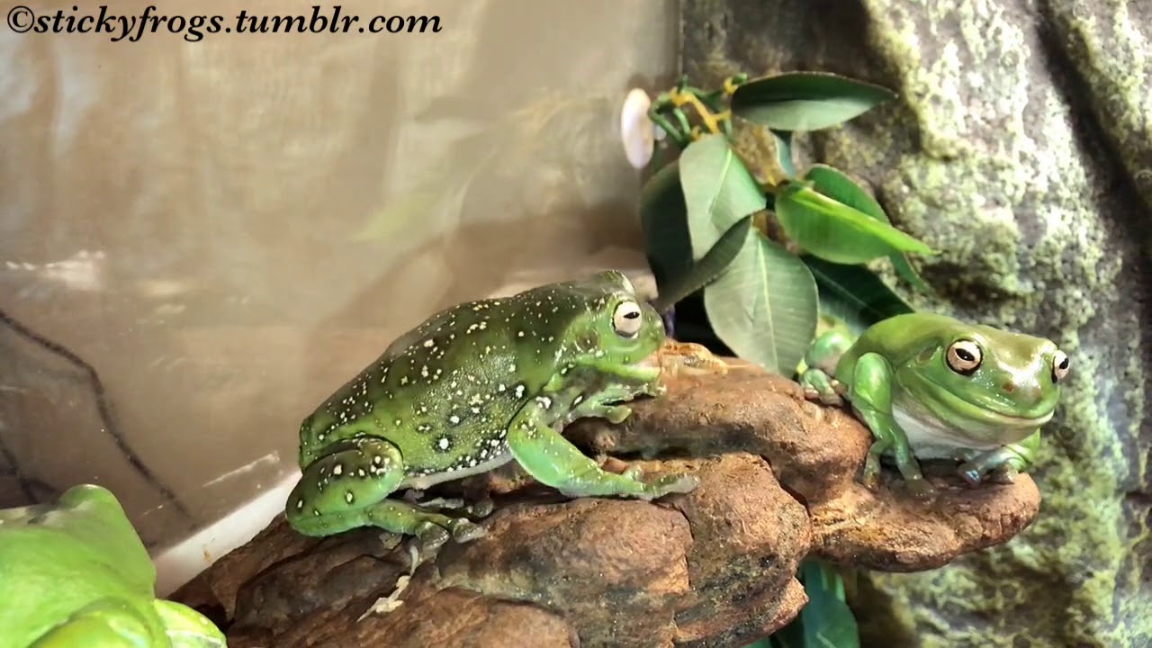 Licky-Licky-Lick-Lick. Lick. Licky-Licky. By Tiny! - YouTube