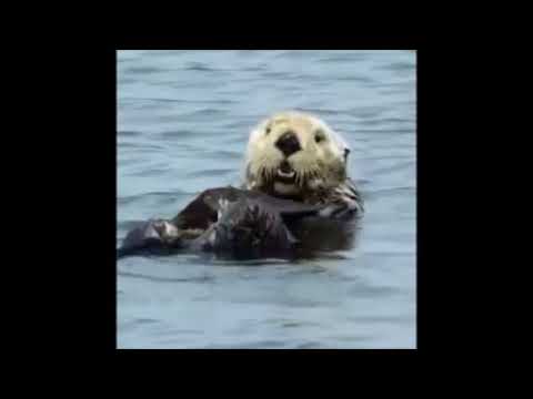 short funny animal videos compilation. - YouTube