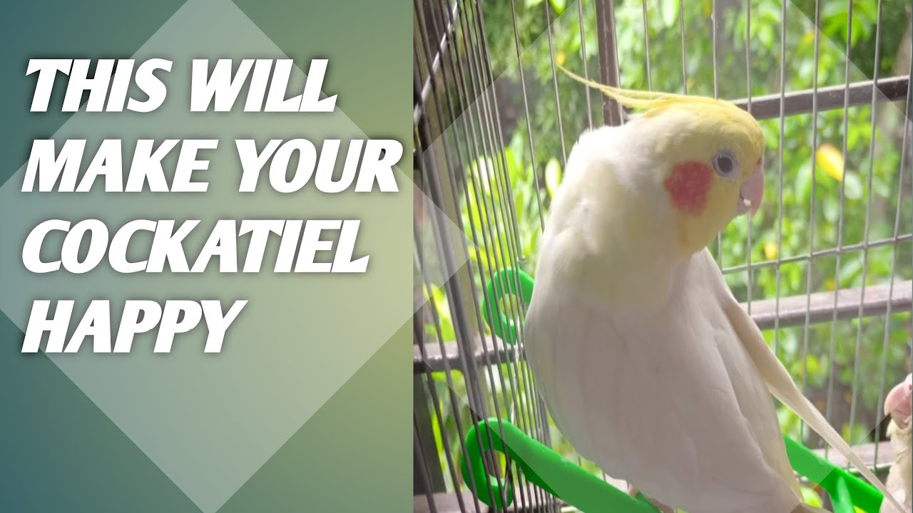 Cockatiel Singing। Male Cockatiel Sounds Youtube