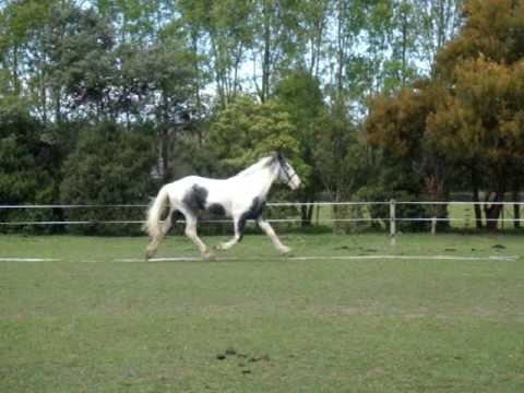 French Connection Pinto Percheron Clydesdale stallion - YouTube