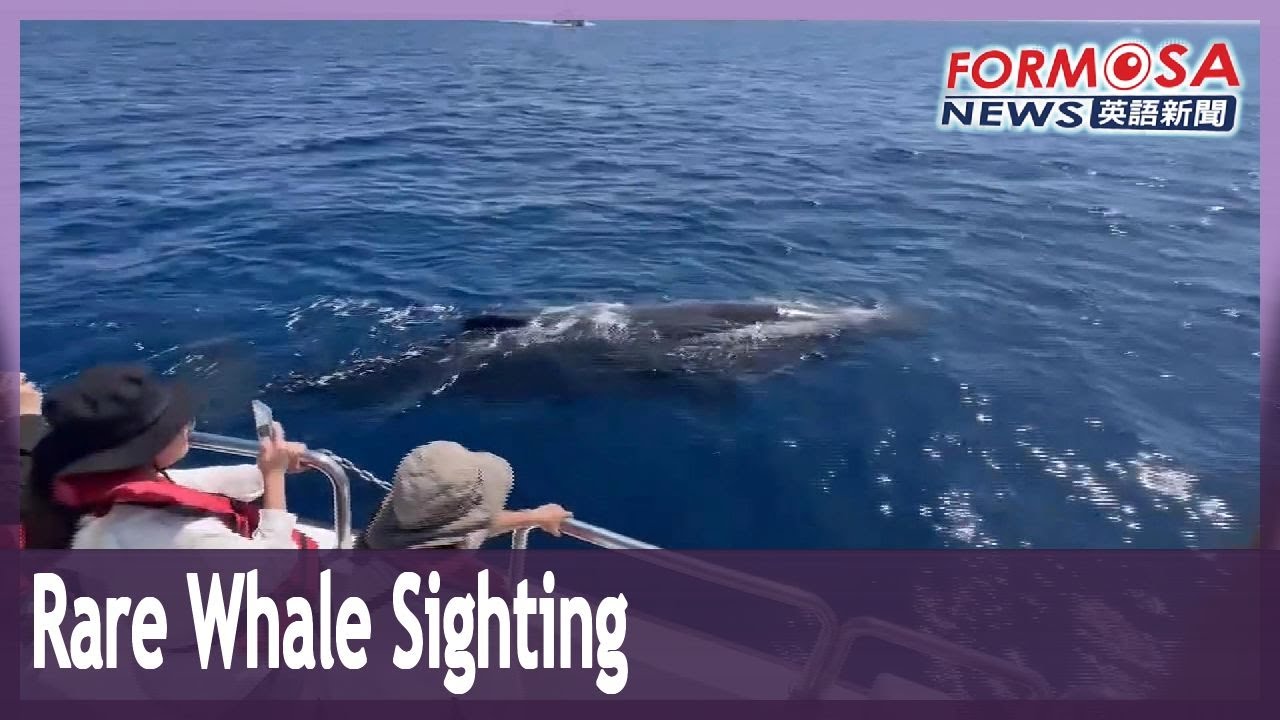 Sperm whales spotted off Hualien’s coast for three straight days｜Taiwan ...