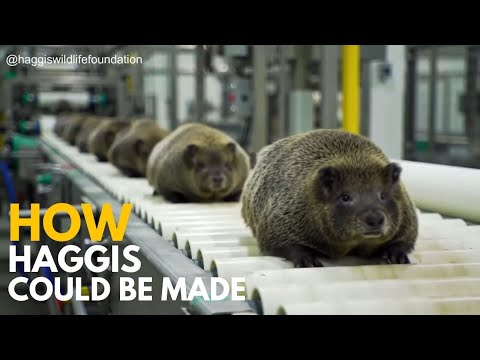 How Traditional Wild Haggis Is Made In Scotland | Unreal