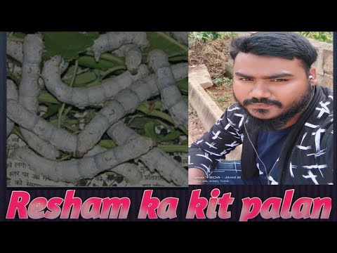 Resham ka kit - YouTube