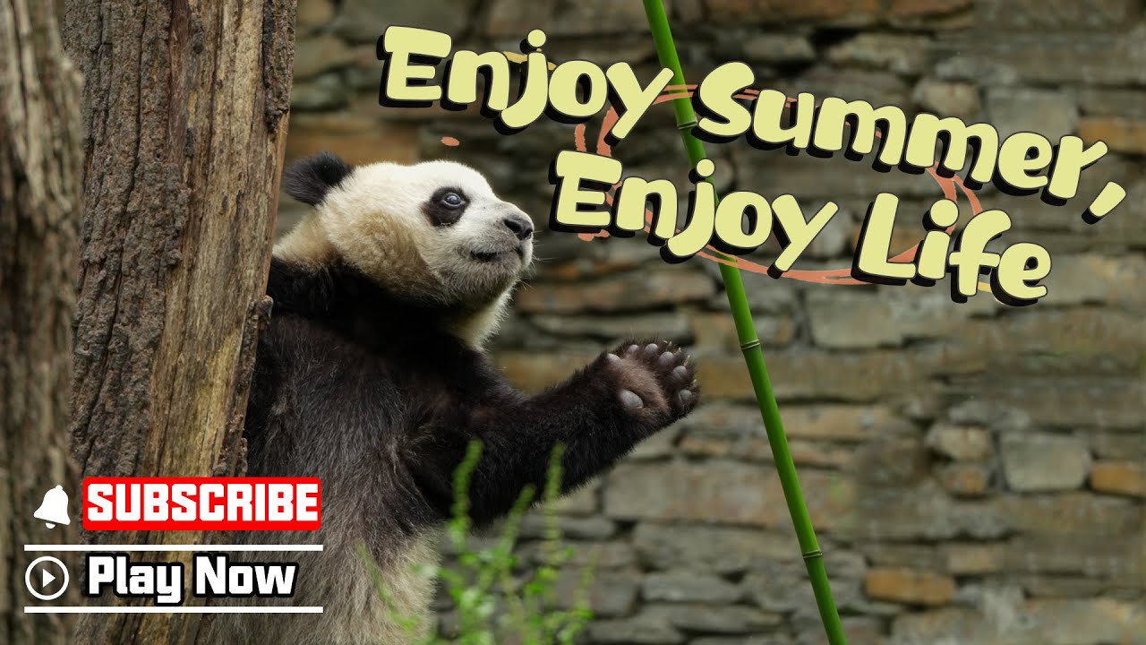 【Panda Billboard】Episode 310 Pandas Enjoy The Summer Vibe | iPanda ...