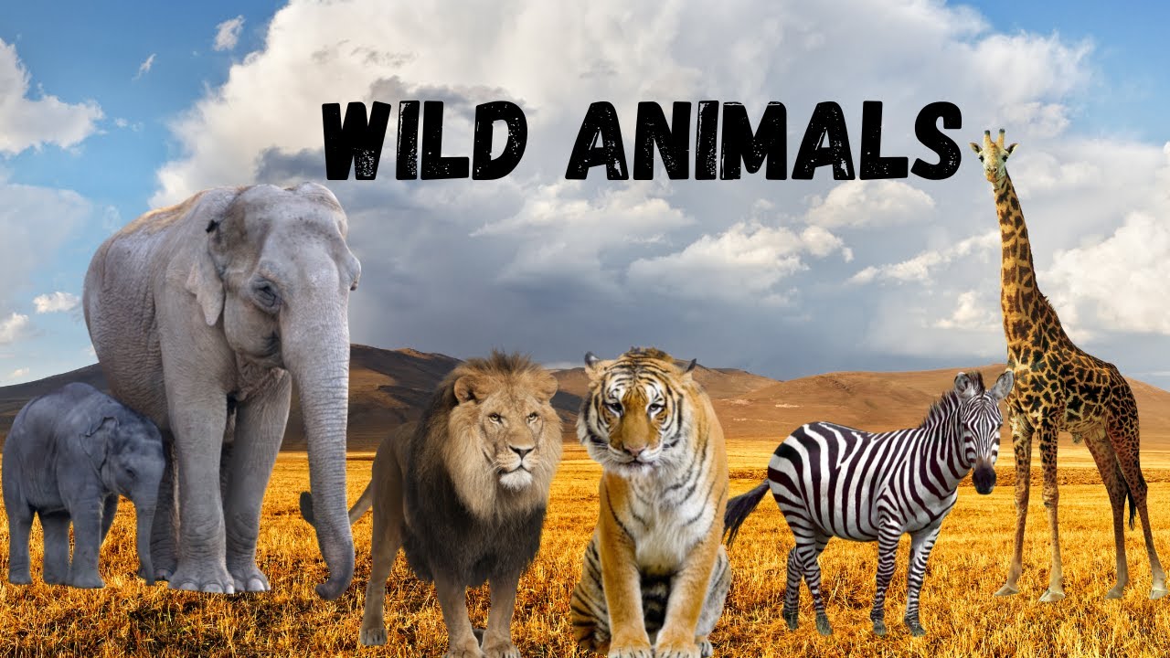 WILD ANIMALS| LEARN ZOO ANIMAL NAMES AND SOUNDS FOR KIDS, TODDLERS AND ...
