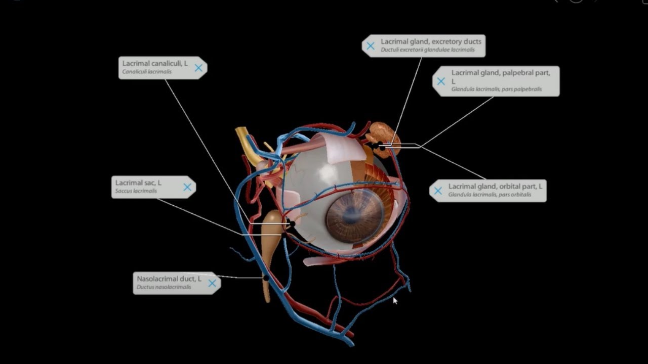 Nasolacrimal Duct Eye Model