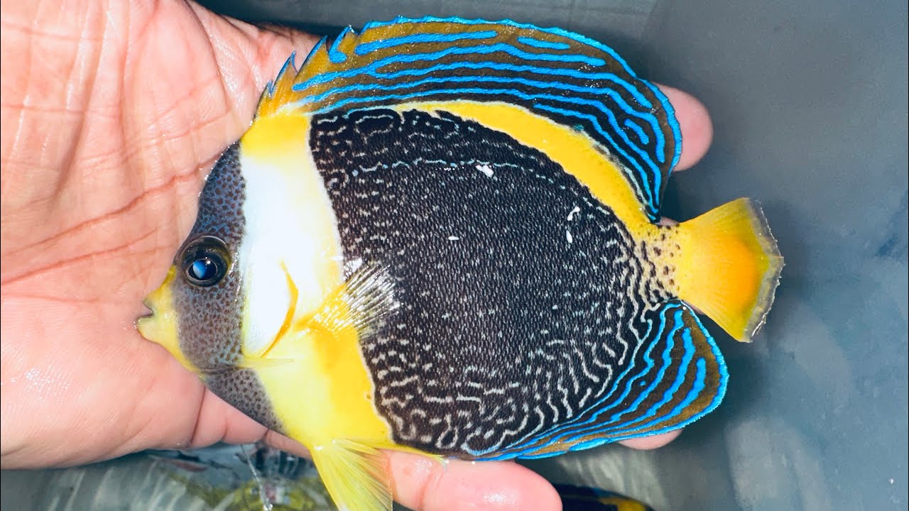 “RARE” Scribbled Angelfish (6”) - YouTube