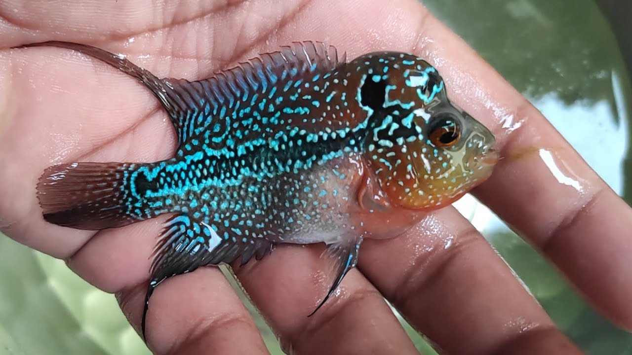 Best flowerhorn fish farm in kolkata, kolkata flowerhorn shop best ...