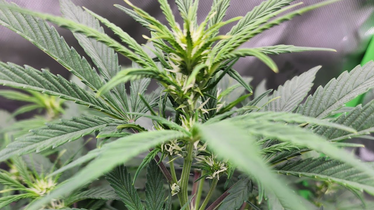 Autoflower grow. Day 42. Purple Haze. - YouTube