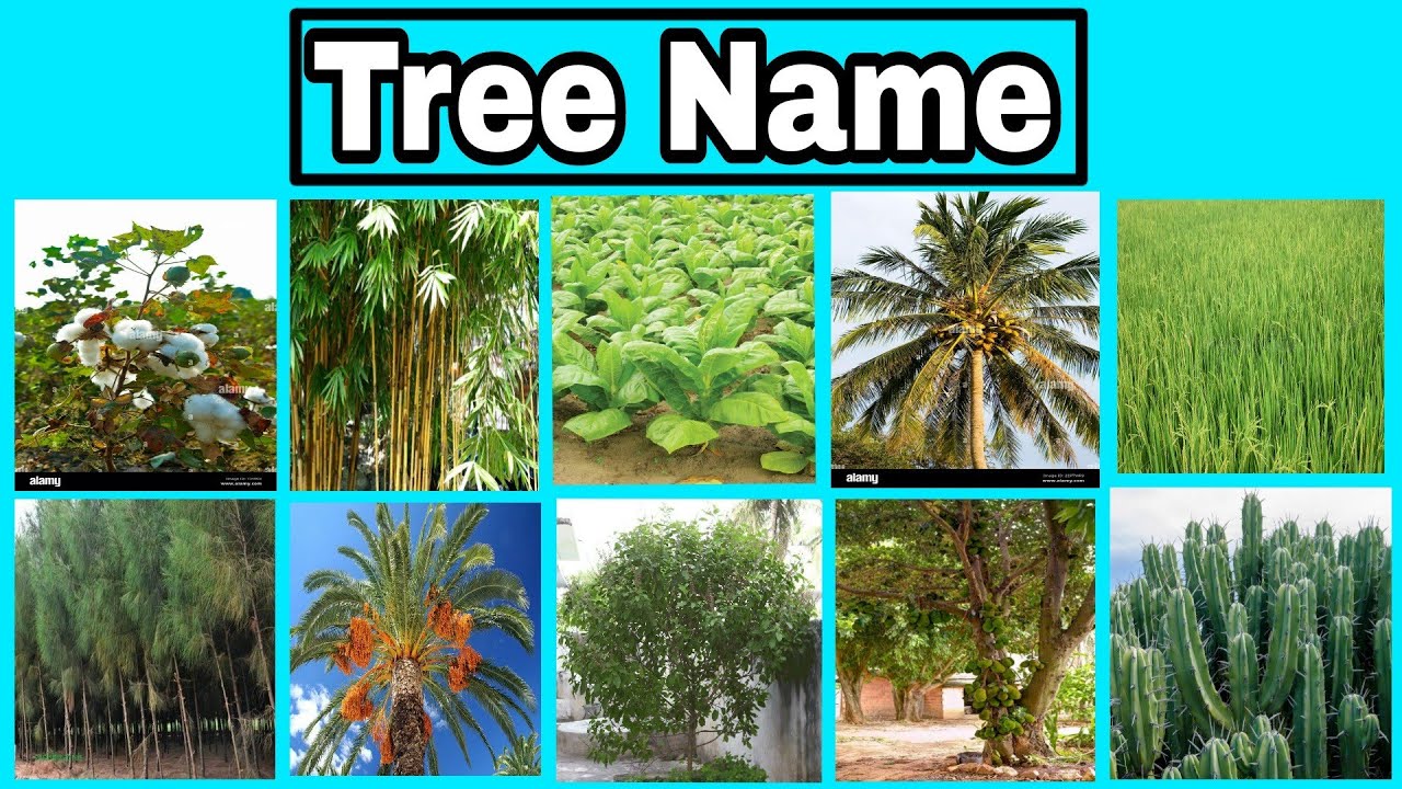Tree Names Name Of Plants And Tree tree Name In Odia To English all tree-names-name-of-plants-and-tree-tree-name-in-odia-to-english-all