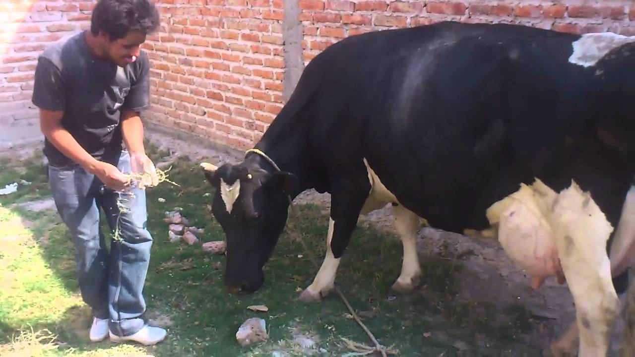 Y la vaca mooo - YouTube
