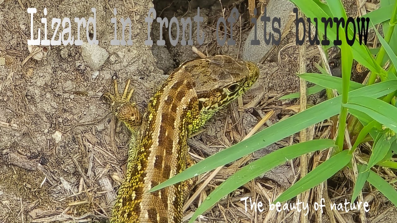 Lizard in front of its cave / beautiful reptile in nature. - YouTube