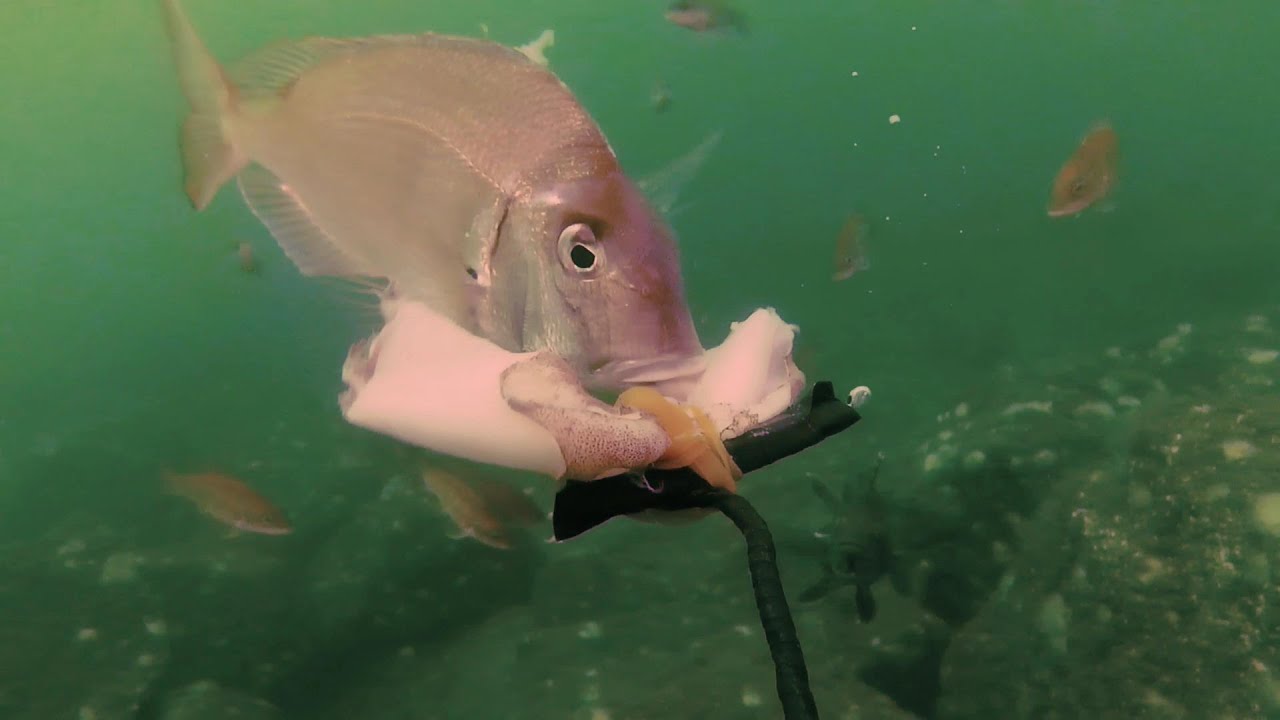 Atlantic beach reef tour with porgy feeding - YouTube