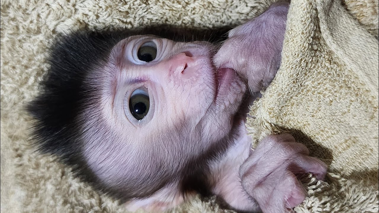 Newborn Baby Monkey Chico Enjoy Watering His Body - YouTube