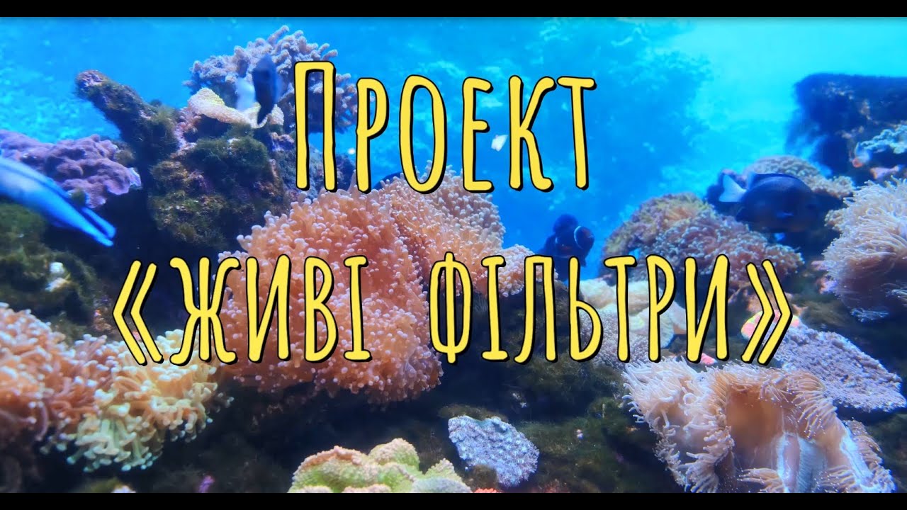 Проект Живі фільтри губки Youtube