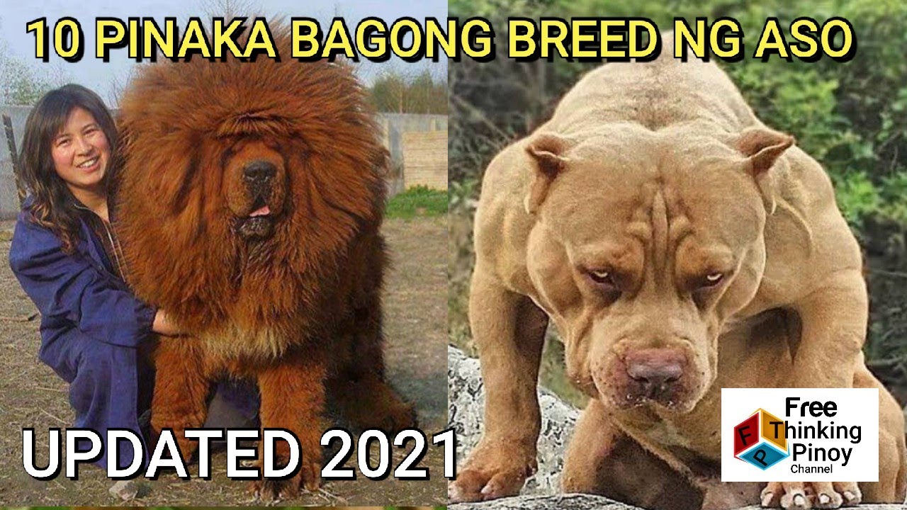10 PINAKA BAGONG BREED NG ASO | 10 Newest Breed of Dogs according to ...