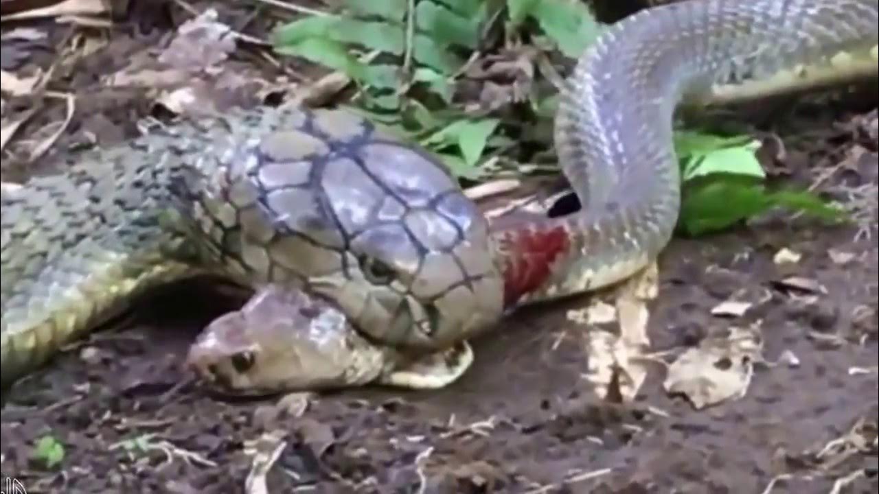 King Snake vs King Snake, Fight to the Death - YouTube